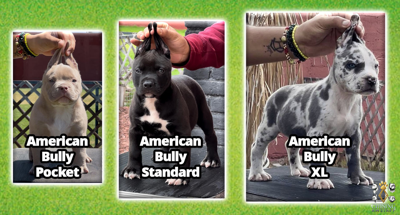 American Bully en México | Pocket, Standard y XL - Chising Amstaff ...