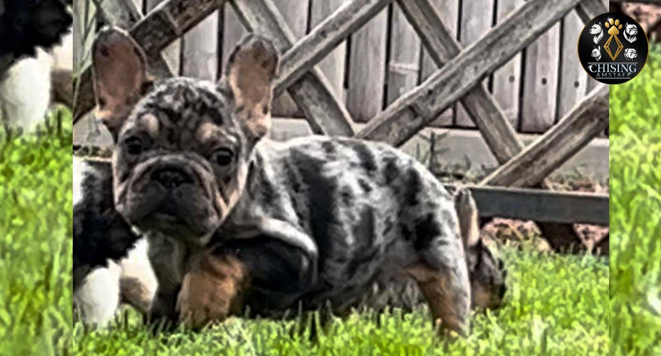 Bulldog Francés Fluffy Big Rope Black Merle and Tan: la combinación más ...